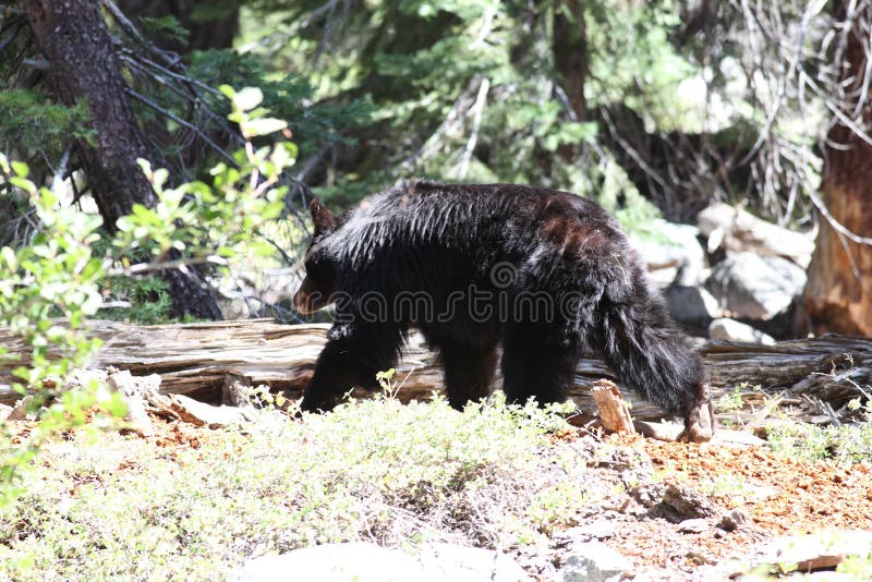 Black Bear stock photo. Image of side, forest, park, sequoia - 52091650