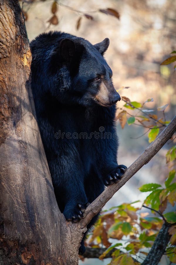 Black Bear on a Branch in a Tree Gazing into the Distance Stock Image ...