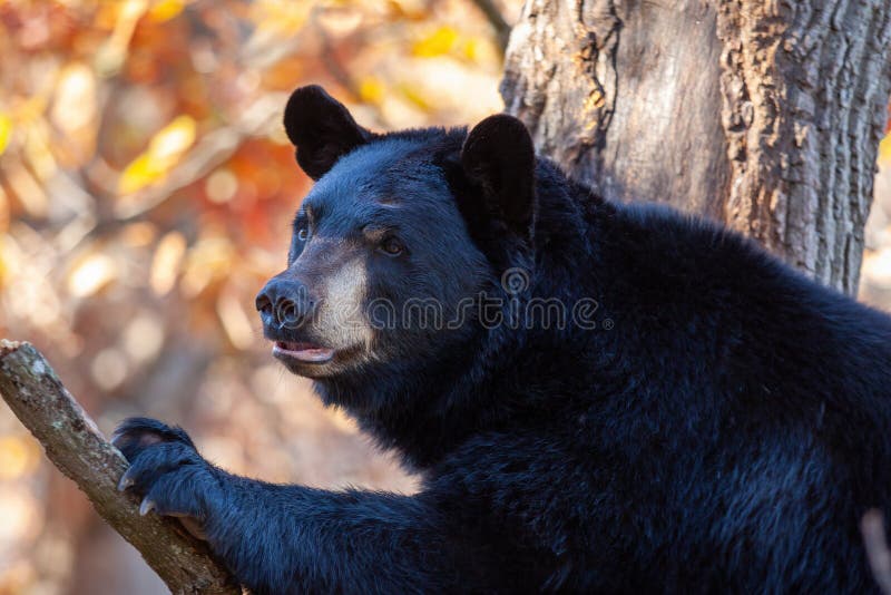 Black Bear on a Branch in a Tree Gazing into the Distance Stock Image ...