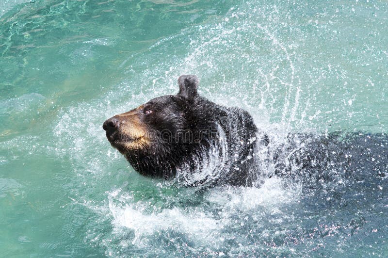 Black Bear Splashing stock image. Image of mammal, black - 14939275