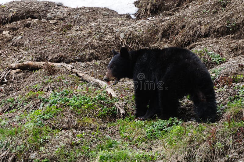 Black bear in spring stock photo. Image of park, wildlife - 17417744