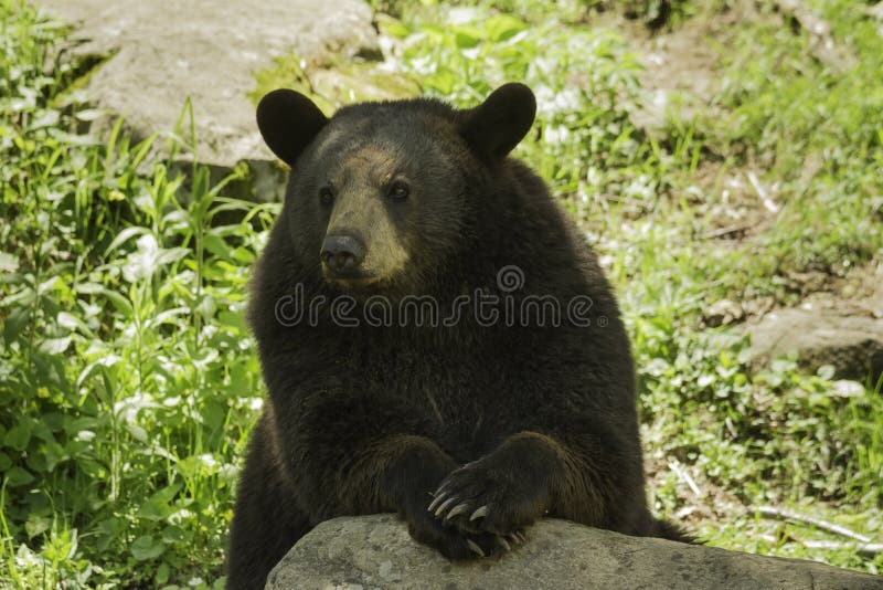 Black Bear in the spring stock image. Image of cartoon - 41183121