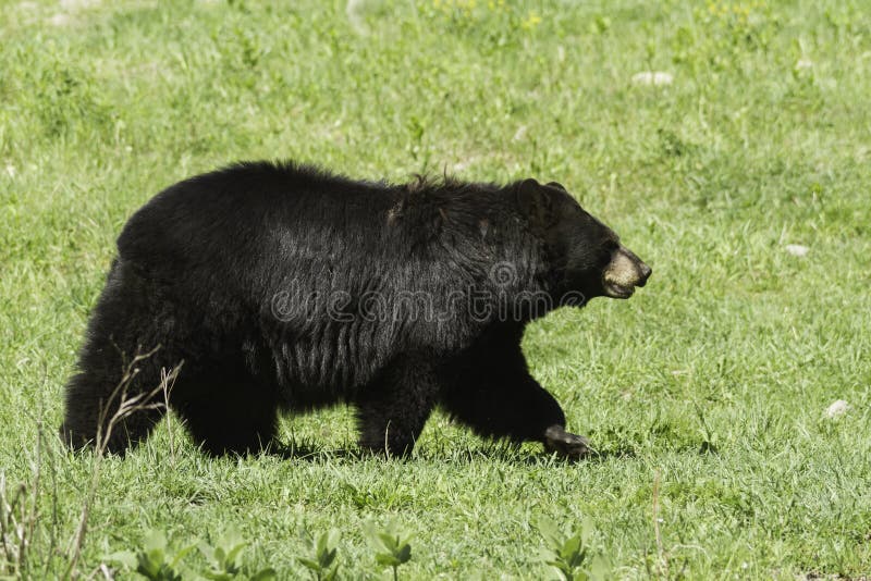 Black Bear in the spring stock photo. Image of outdoors - 41183558