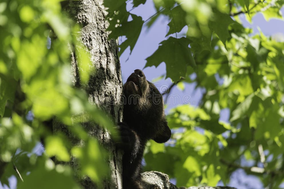 Black Bear in the spring stock photo. Image of black - 41225940