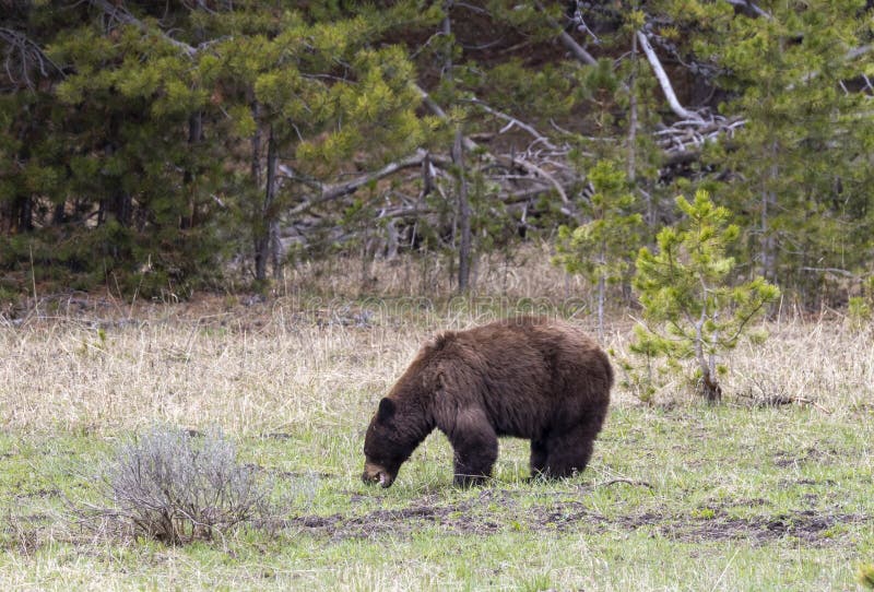 Black Bear in Spring in Yellowstone National Park Stock Image - Image ...