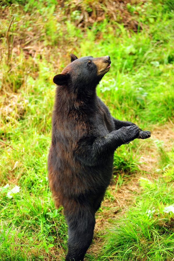 34+ Standing black bear Free Stock Photos - StockFreeImages