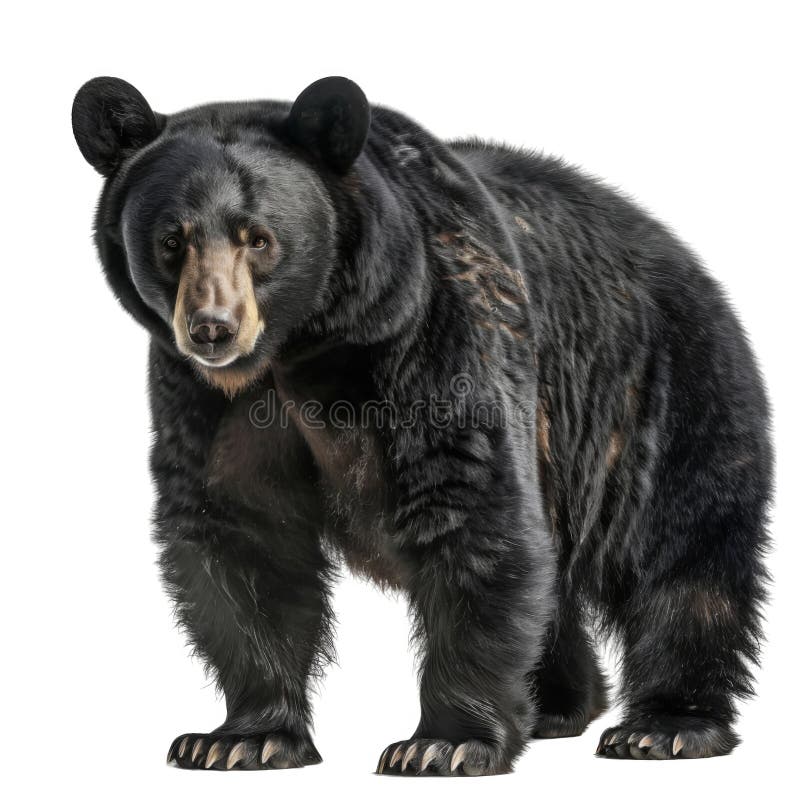A Black Bear Standing with Claws Out Stock Image - Illustration of ...