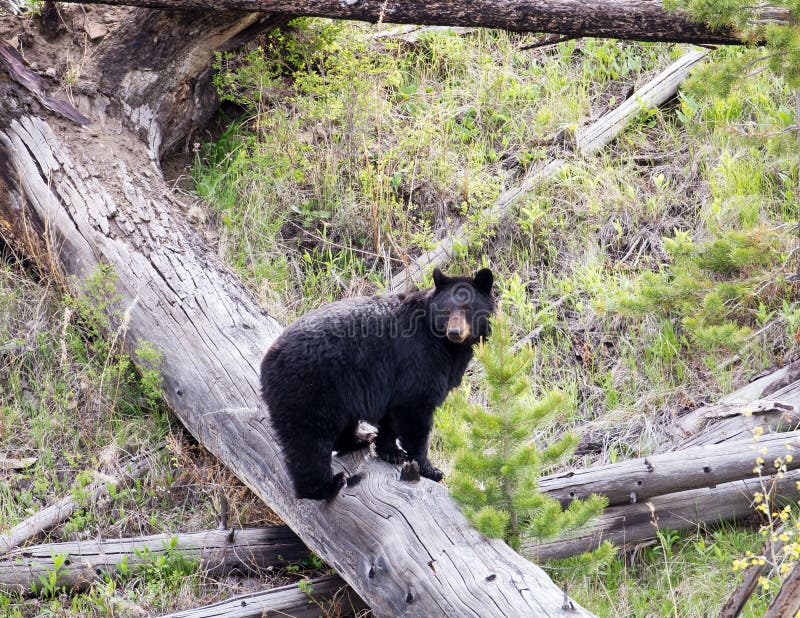 Black Bear stock photo. Image of ursus, mammal, wild - 32045818