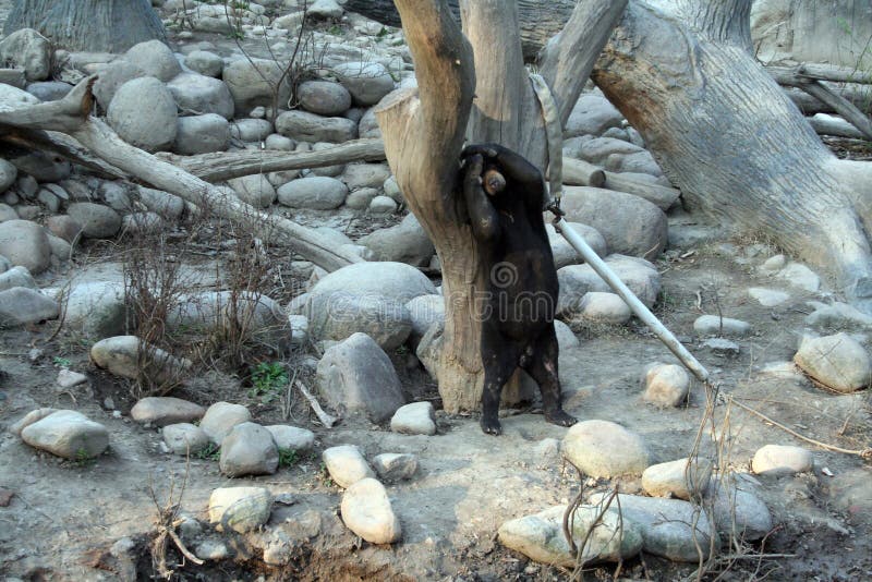 Black Bear Standing on Two Feet Against Tree with Arms Over Its Head ...