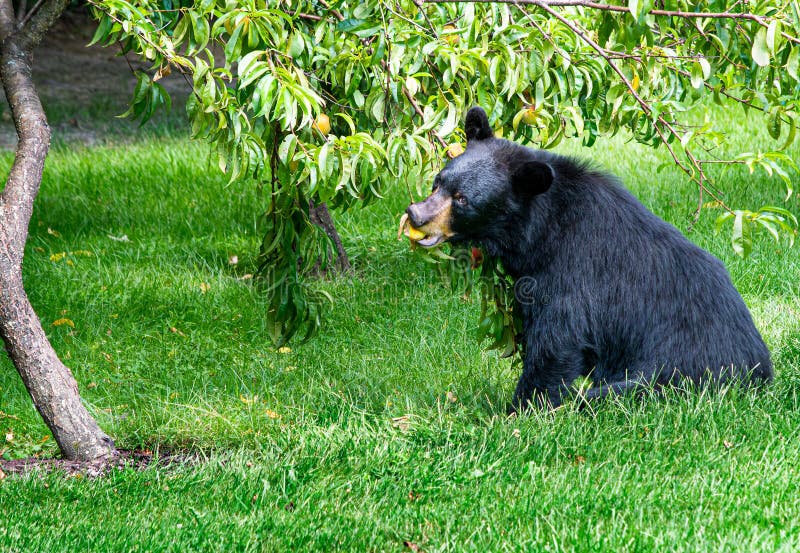 Black Bear Stealing a Peach from a Peach Tree Stock Photo - Image of animal, wild: 324652066