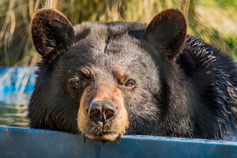 Black Bear Swimming in Pool Stock Photo - Image of lonely, swimming ...