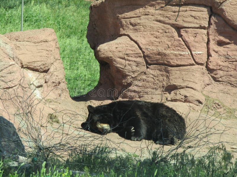 Black Bear Taking a Nap stock photo. Image of sleeping - 265081996