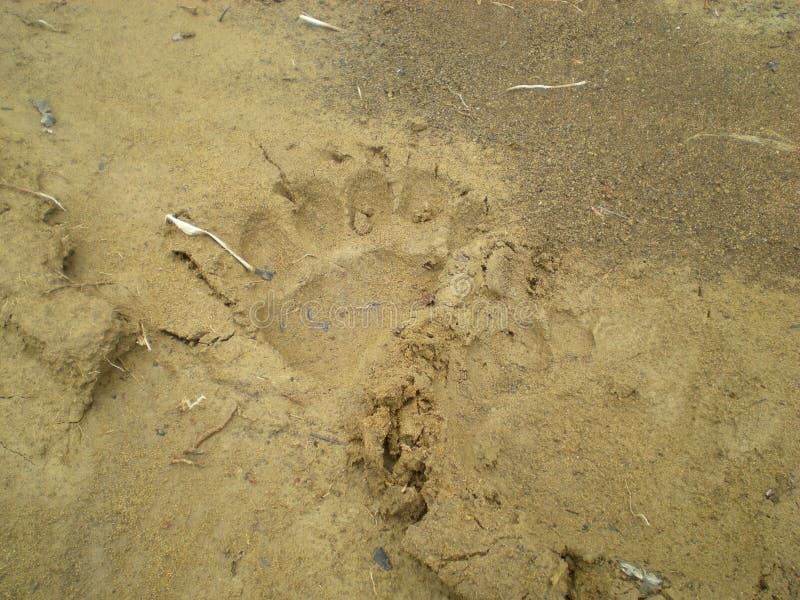 Black Bear Tracks stock image. Image of marks, bear, danger - 60254827
