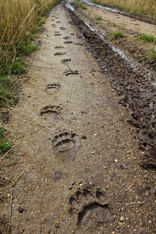 Black Bear Tracks stock image. Image of bear, path, dangerous - 126620167