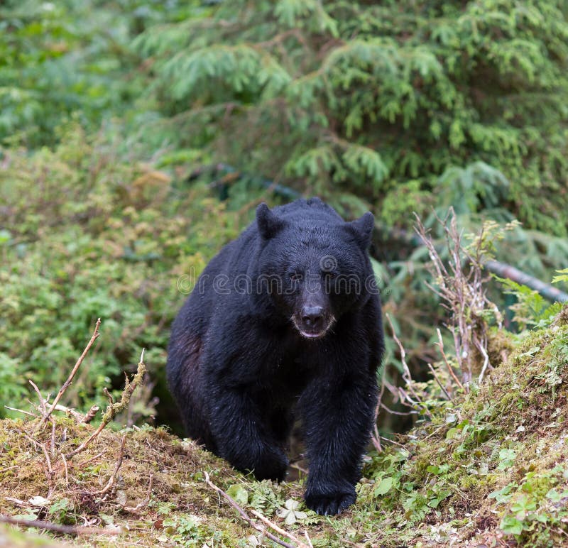 Black bear on trail stock image. Image of alaska, creek - 47367845