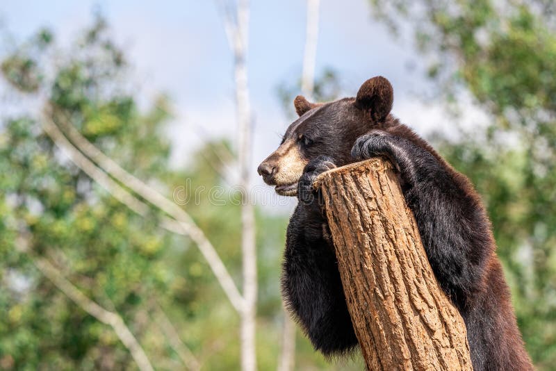 Black bear in the tree stock image. Image of furry, isolated - 190440967