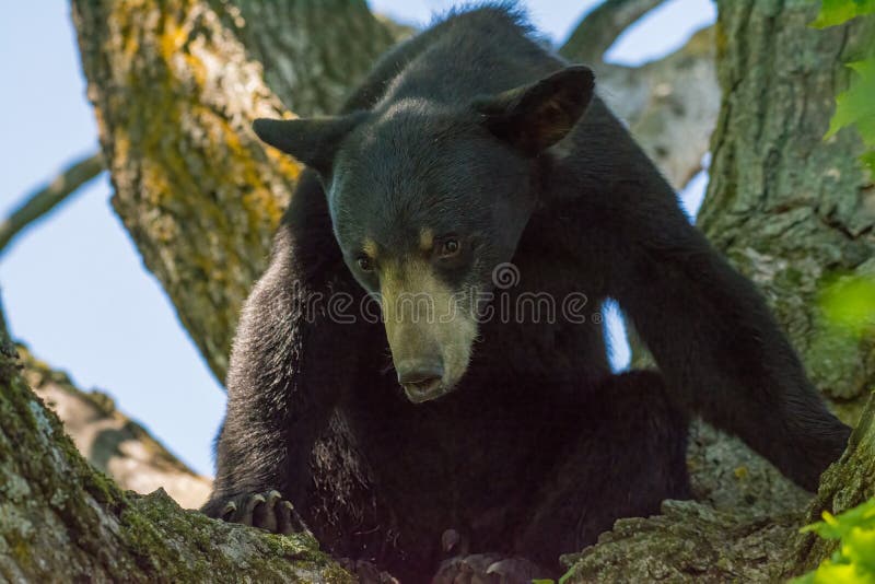Black bear in tree stock image. Image of macaque, tree - 266710113