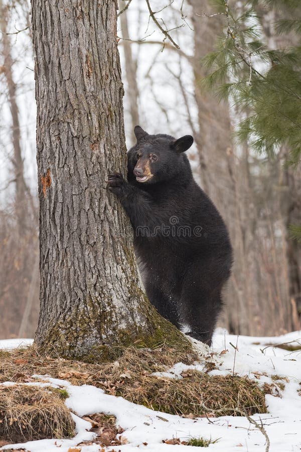 Black Bear (Ursus Americanus) Claws Out on Side of Tree Winter Stock ...