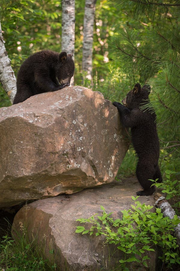 Black Bear Ursus Americanus Cubs Climb on Rocks Stock Photo - Image of ...
