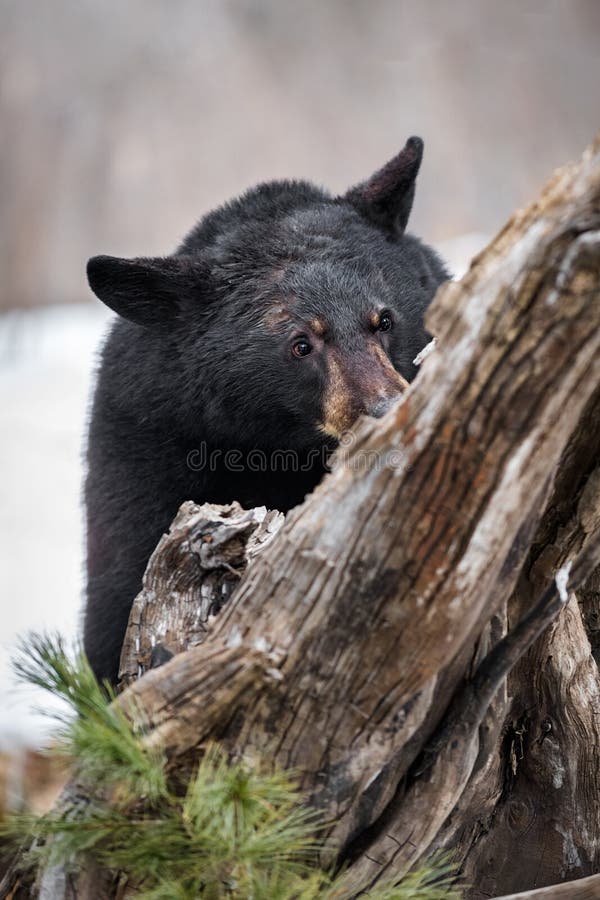 Black Bear Ursus Americanus Sniffs at Backside of Tree Winter Stock ...