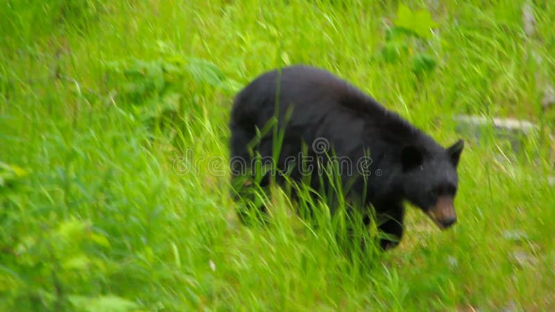Black Bear Close-up Near Rocky Water Edge, Swaying Headand Body. Thick ...
