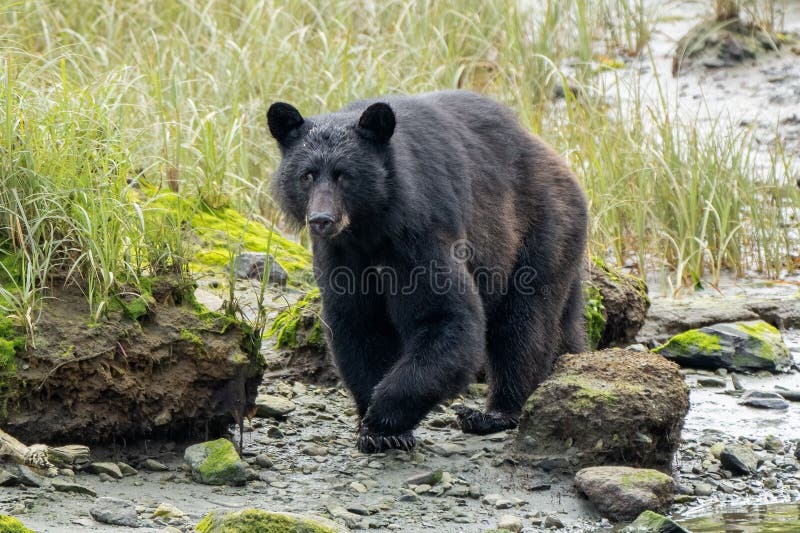 Black Bear Walking Along a Rugged Shoreline with a Backdrop of Lush ...