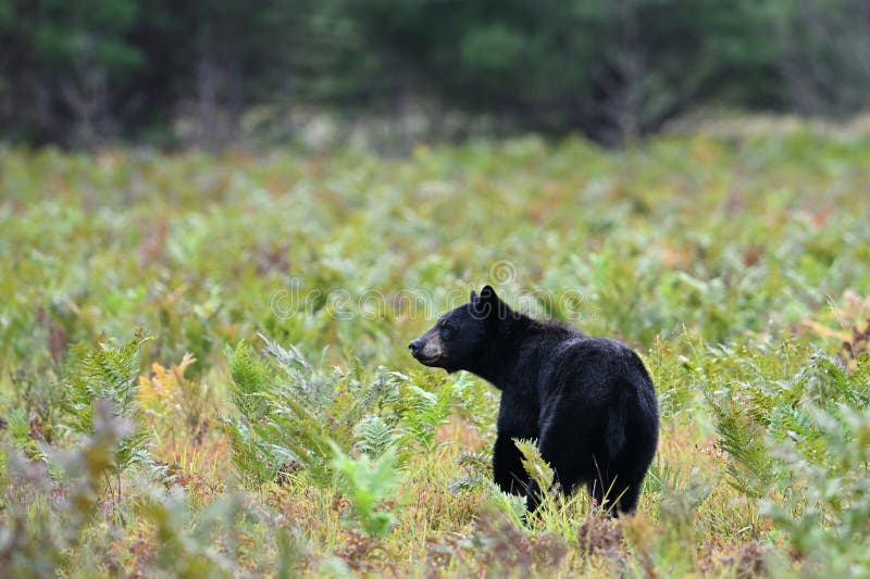 A Black Bear Walking through a Blueberry Patch Stock Image - Image of ...