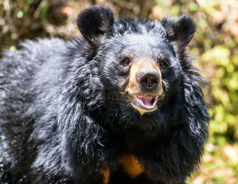 Black Bear stock photo. Image of face, environment, black - 37200242