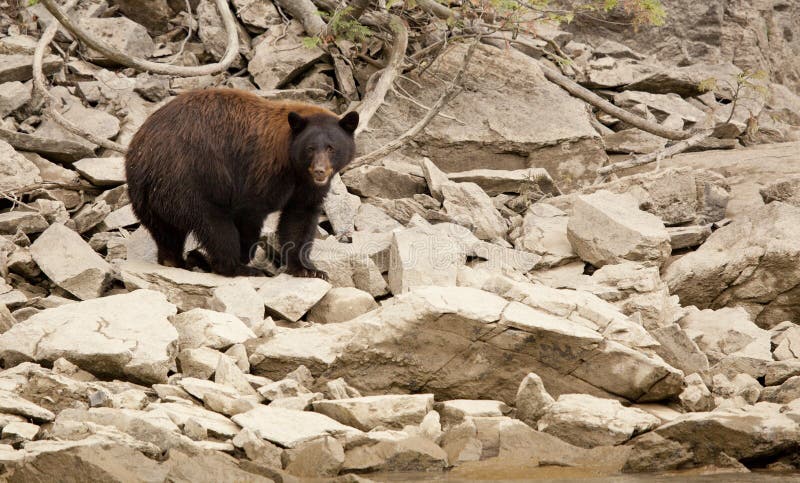 Black Bear in the Wild , British Columbia Stock Image - Image of ...