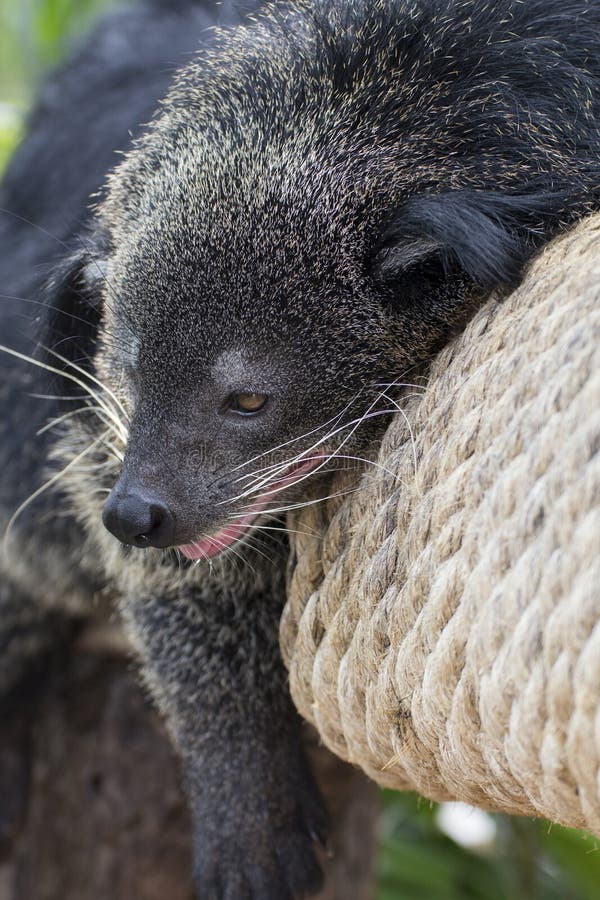 Bearcat stock image. Image of looking, binturong, hairy - 35958123
