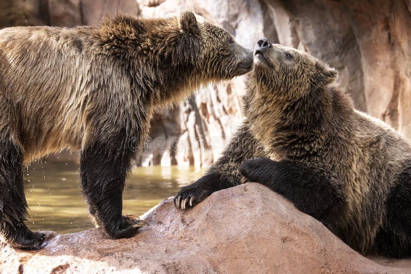 Black Bears at Bearizona stock photo. Image of blackbears - 259864318