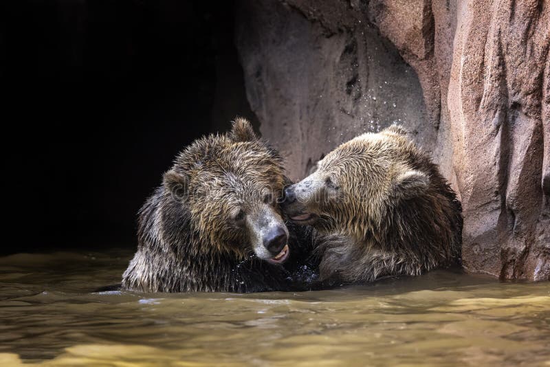 Black Bears at Bearizona stock photo. Image of blackbears - 259864560