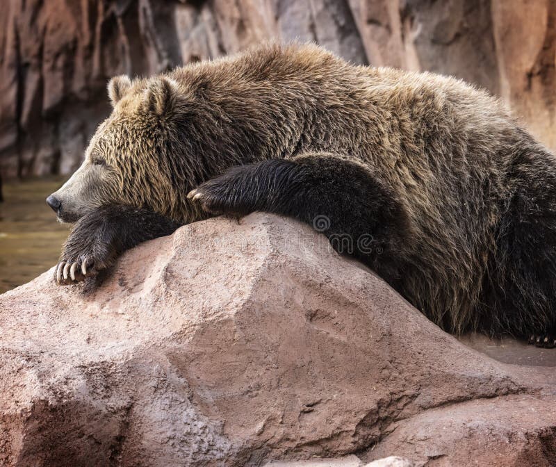 Black Bears at Bearizona stock image. Image of bears - 259864905