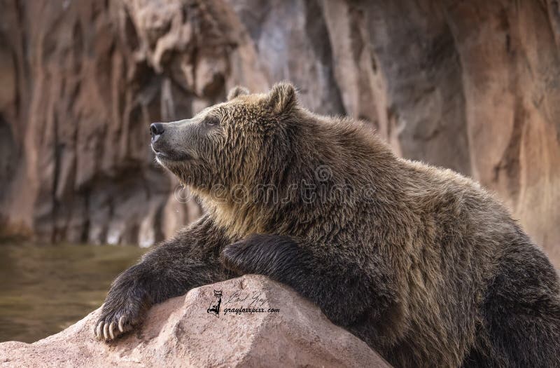 Black Bears at Bearizona stock image. Image of bears - 259864999