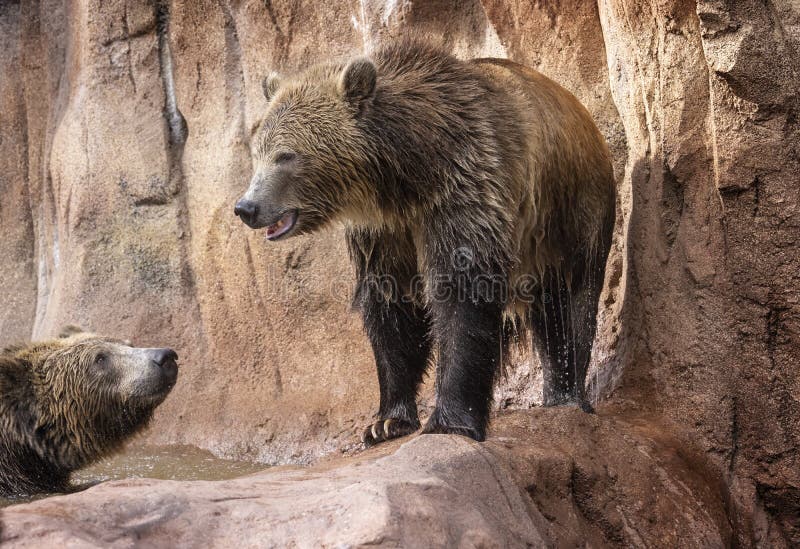 Black Bears at Bearizona stock photo. Image of wildlife - 259865162