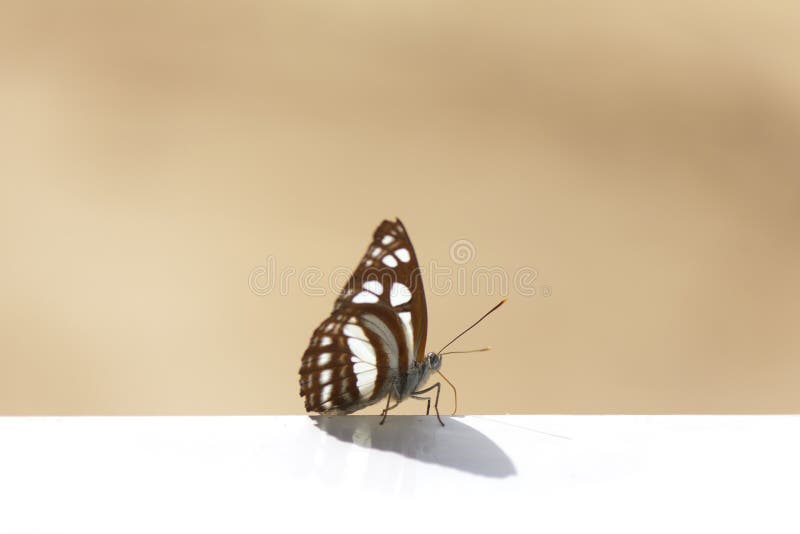 Black Beautiful Butterfly on a Table Stock Image - Image of table ...
