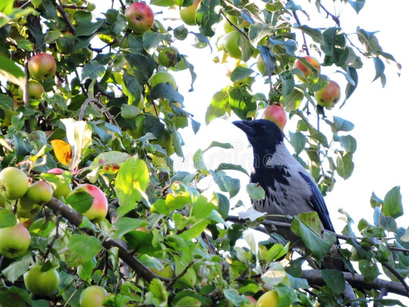 Crow Bird on Apple Tree Branch, Lithuania Stock Image - Image of head ...