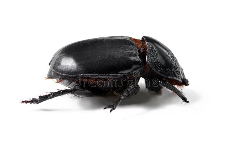 Toktokkie Beetle Stock Photos - Free & Royalty-Free Stock Photos from ...
