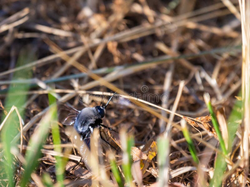 Black Bee or Bombylius Ambustus in Grass Stock Photo - Image of animal ...