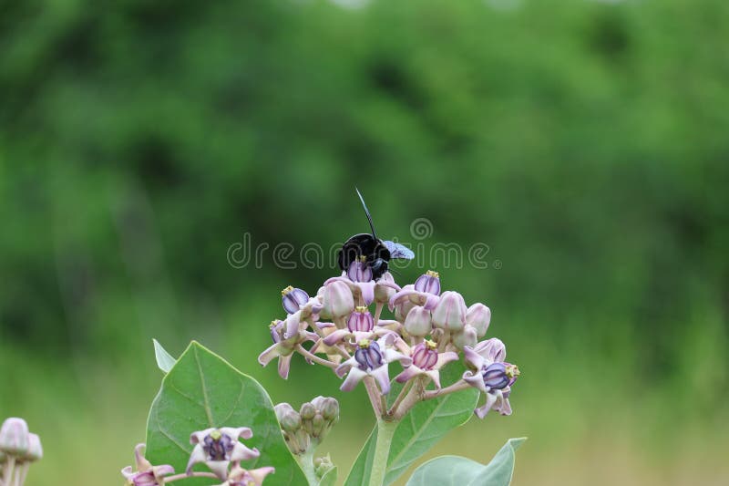 Black Bee Feeding on Nectar on Purple Flower in Tropical Forest ...