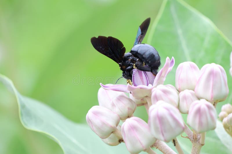 Black Bee Feeding on Nectar on Purple Flower in Tropical Forest ...