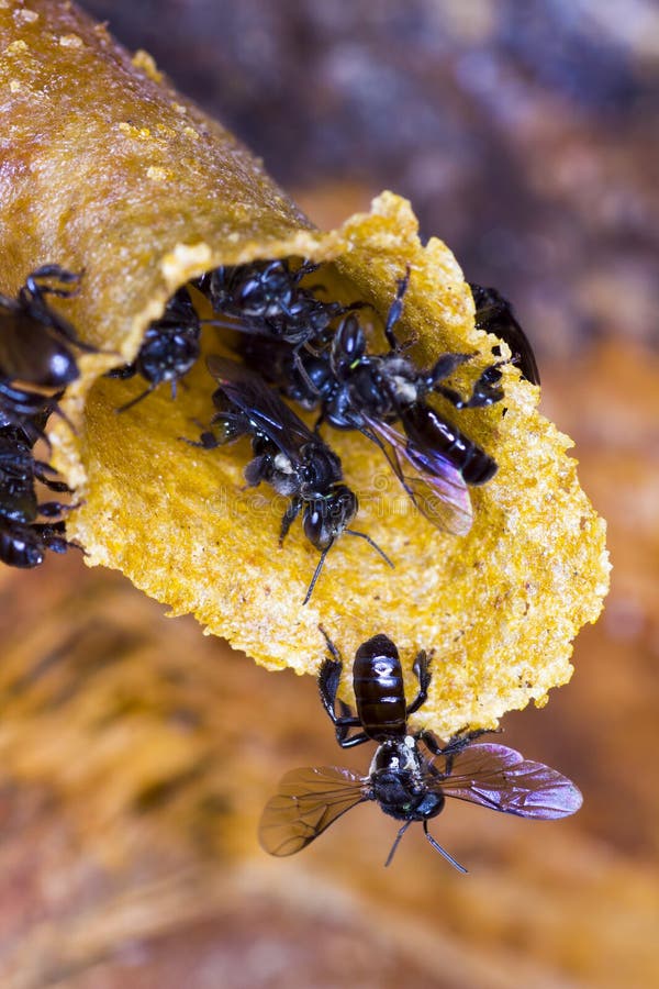 Black bee stock image. Image of shape, insect, leadership - 30926383