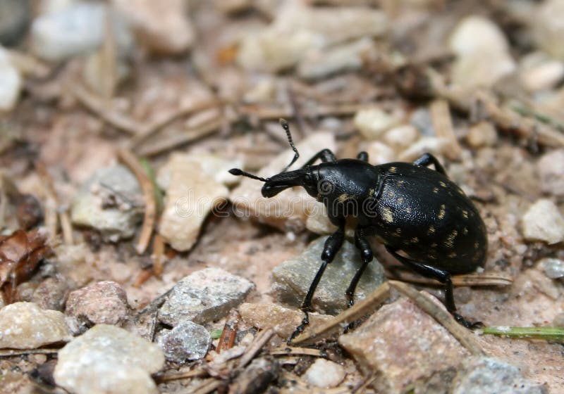 Jewel Beetle stock photo. Image of invertebrate, creepy - 3384492