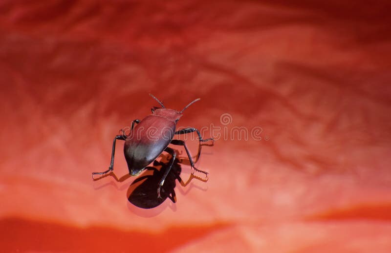 234 Upside Down Beetle Insect Stock Photos - Free & Royalty-Free Stock ...