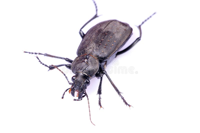 Big black beetle on white stock photo. Image of beetle - 2560828
