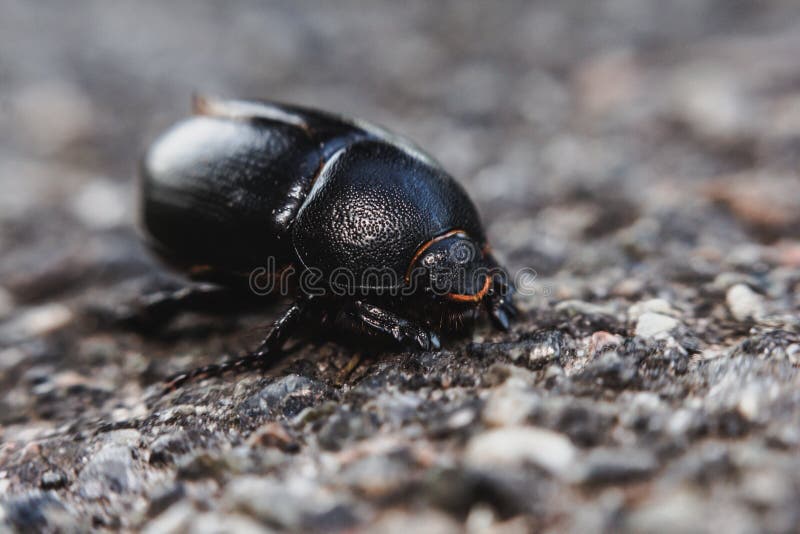 Scary beetle stock photo. Image of close, body, insects - 9634172