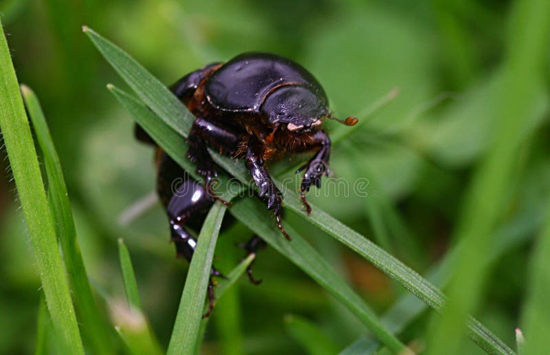Black Lawn Beetle stock image. Image of crawly, heteronychus - 17991337