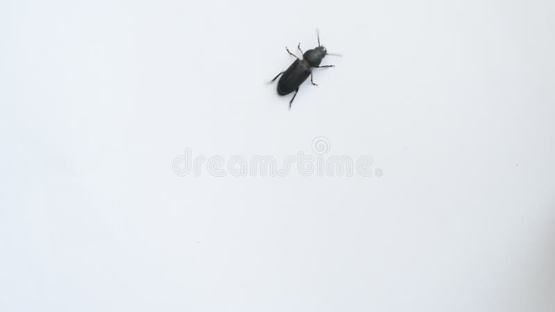 A black beetle crawls stock footage. Video of animal - 299759520