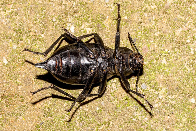 Black Beetle Dead in the Ground. Blaps Beetle Stock Photo - Image of ...