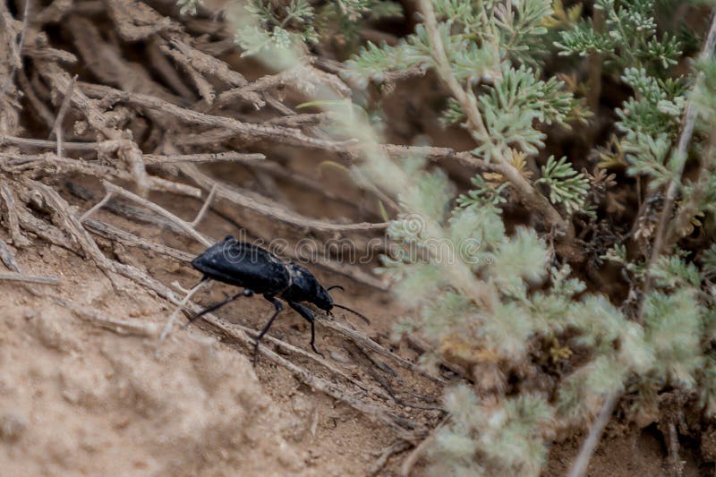 Black beetle on dry grass stock photo. Image of color - 337149536